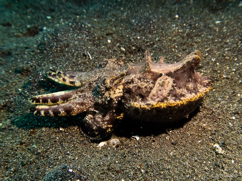 鮮やかな色のハナイカを撮影しました | ブルー・フォトダイアリー